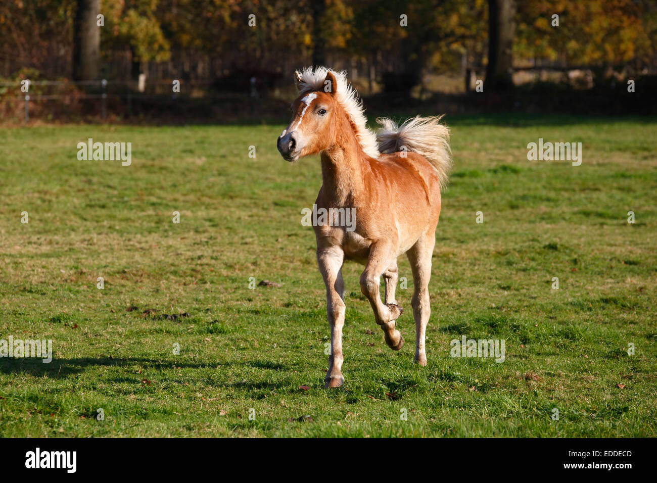 Haflinger horse, filly running Stock Photo - Alamy