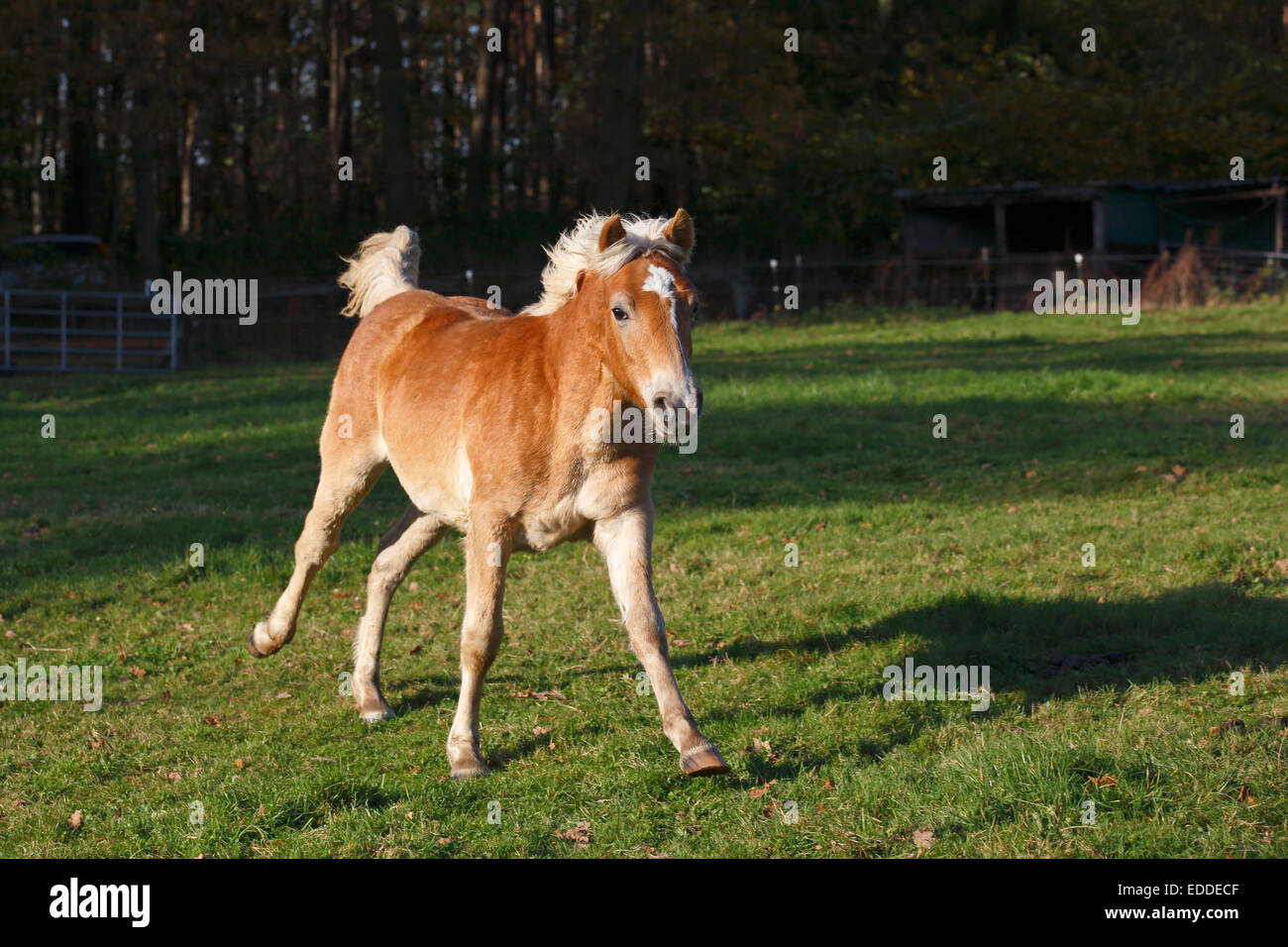 Haflinger horse, filly running Stock Photo - Alamy