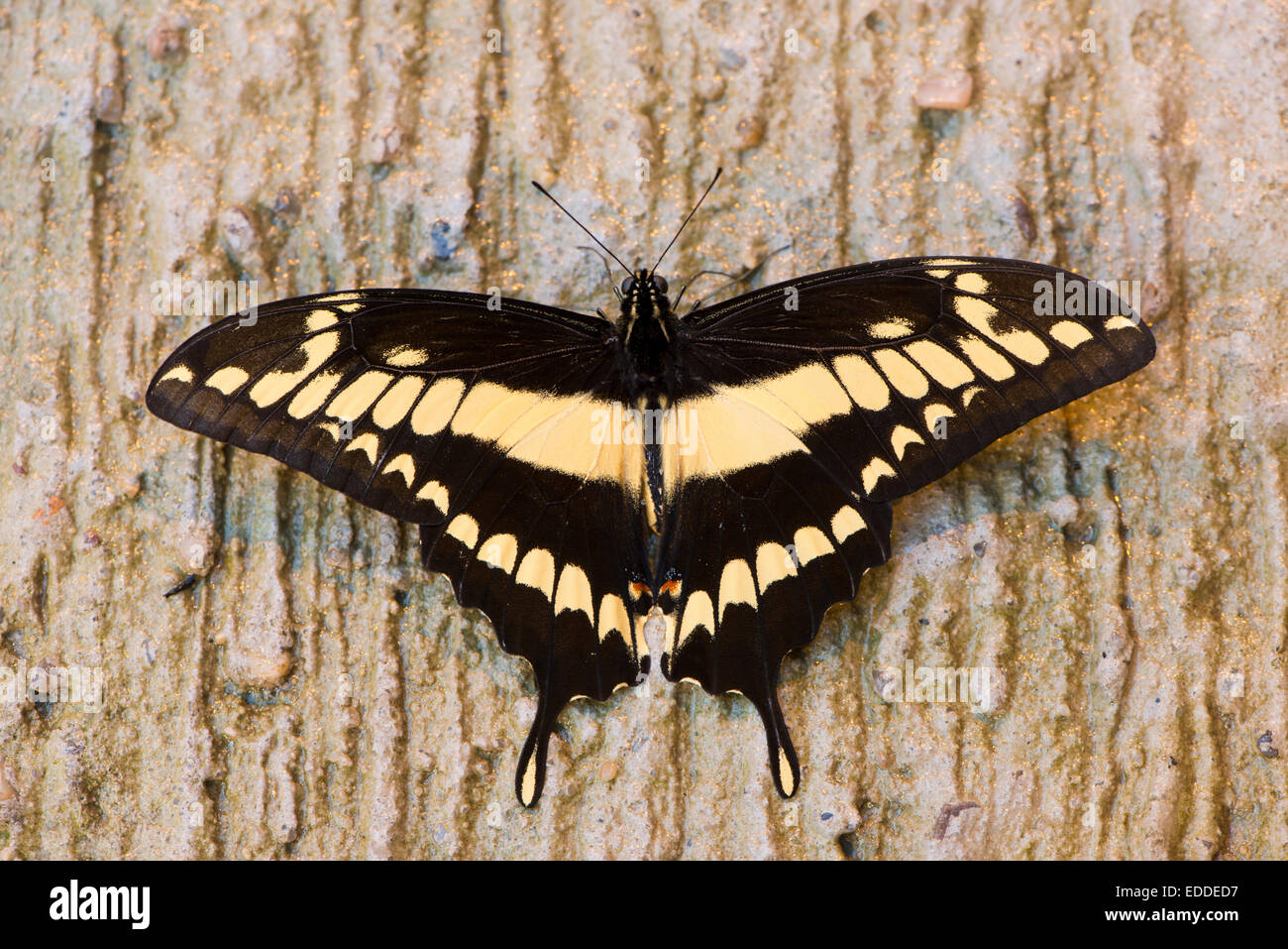 King Swallowtail (Papilio thoas), captive, Emsland, Lower Saxony ...
