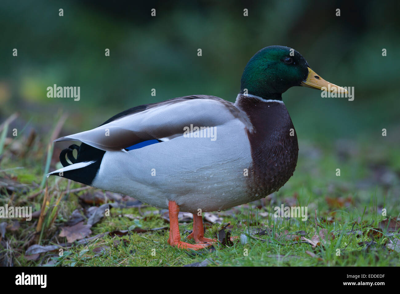 Mallard (Anas platyrhinchos), drake, Emsland, Lower Saxony, Germany ...