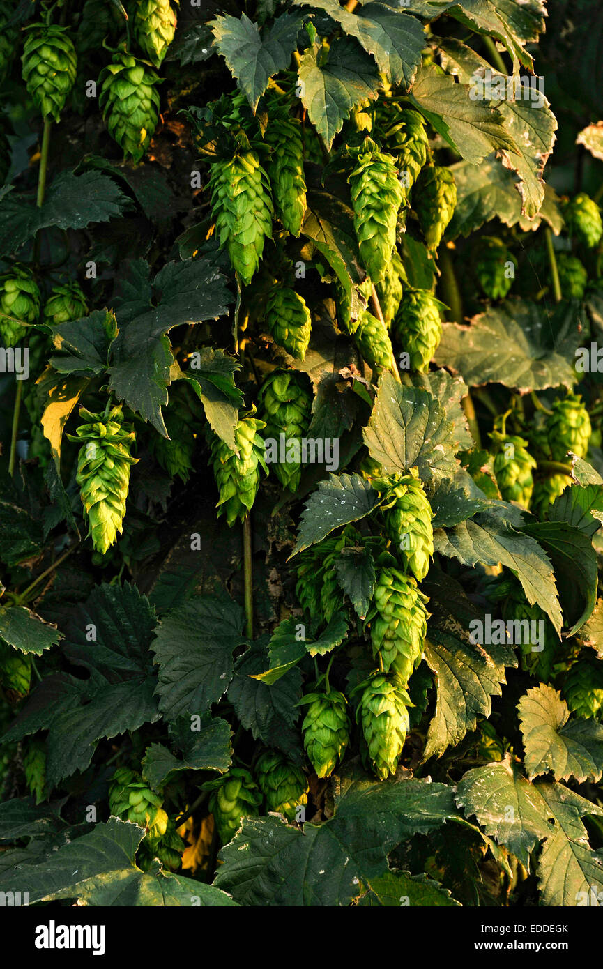 Hop harvesting hi-res stock photography and images - Alamy