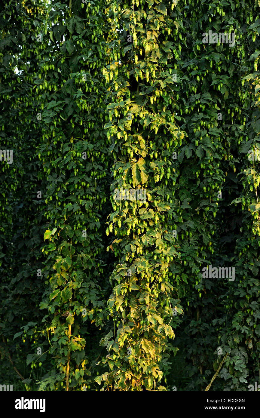 Hop plants (Humulus lupulus), ready for harvesting, hop garden, Biburg ...