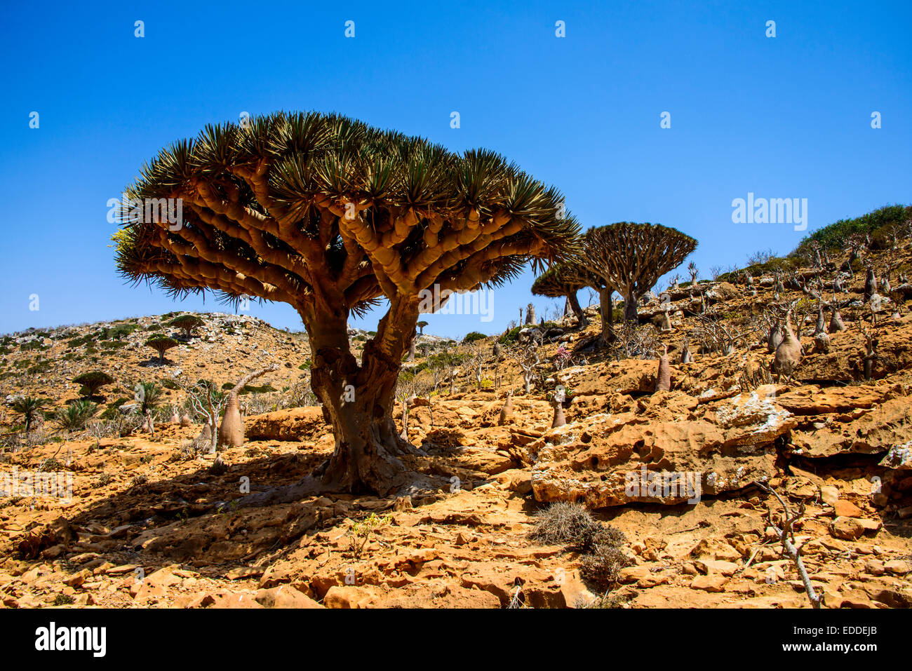 Socotra Dragon Trees or Dragon Blood Trees (Dracaena cinnabari), Homhil ...