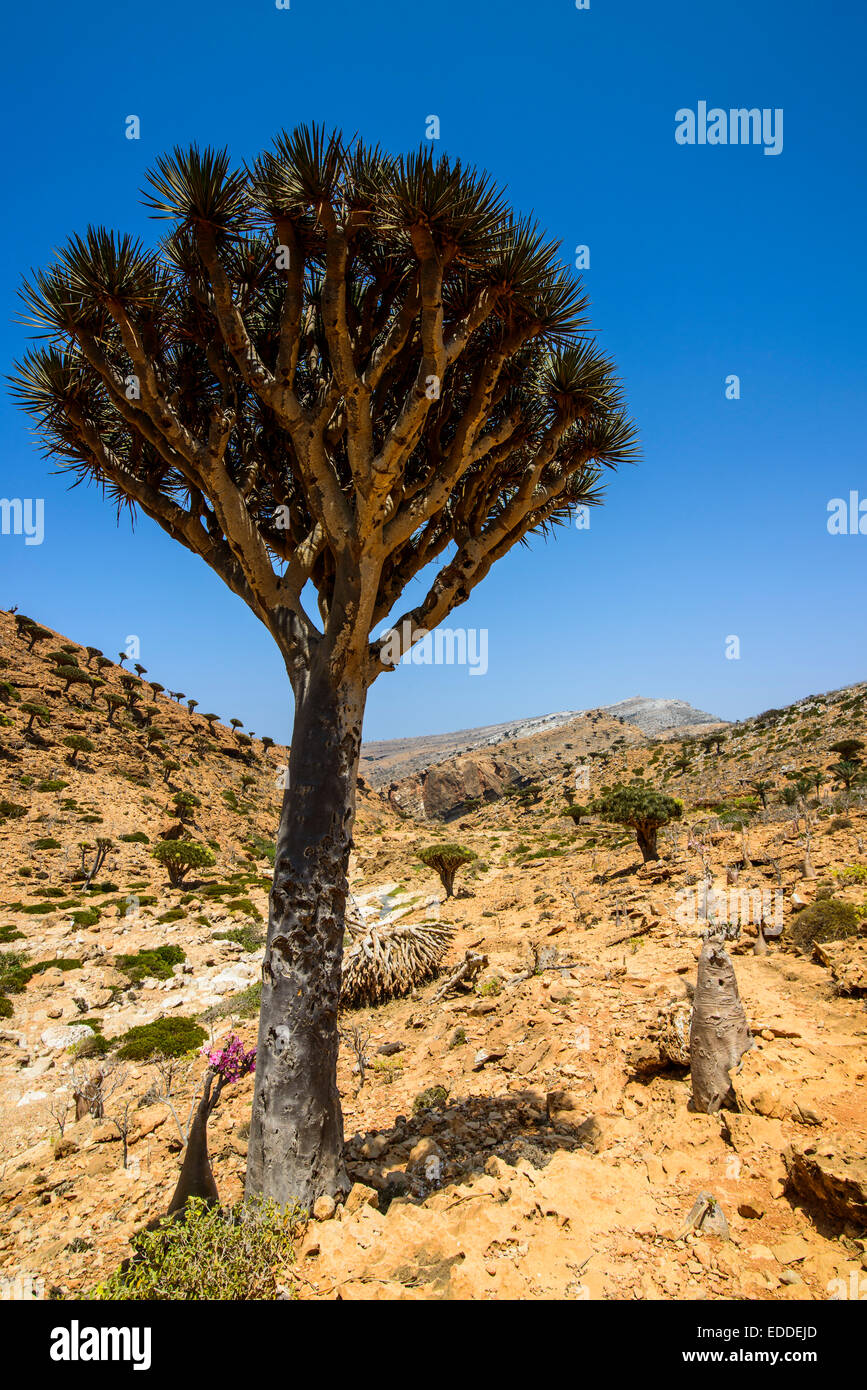 Socotra island yemen tree hi-res stock photography and images - Alamy