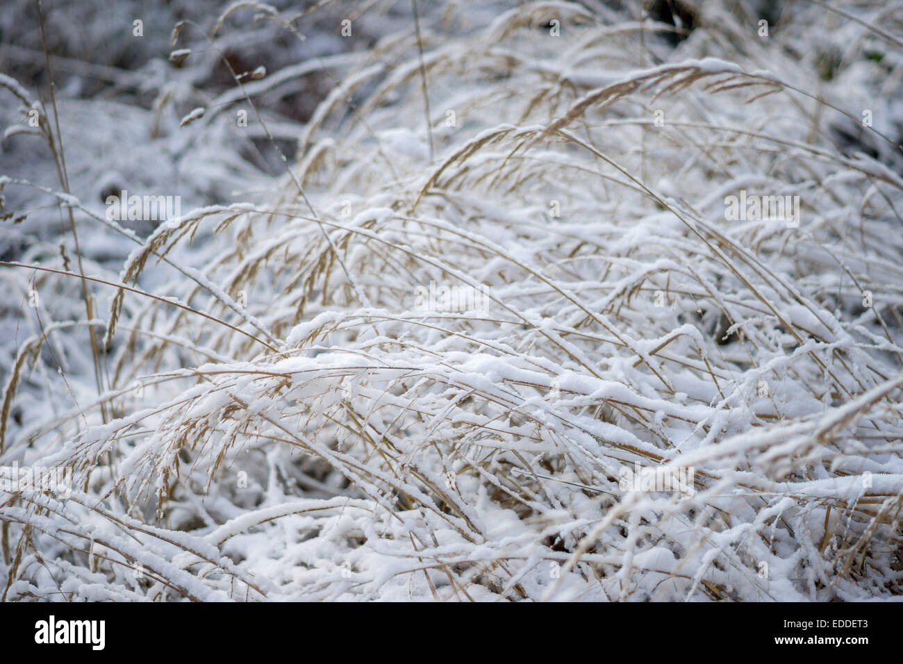 Withered grass covered with snow Stock Photo - Alamy