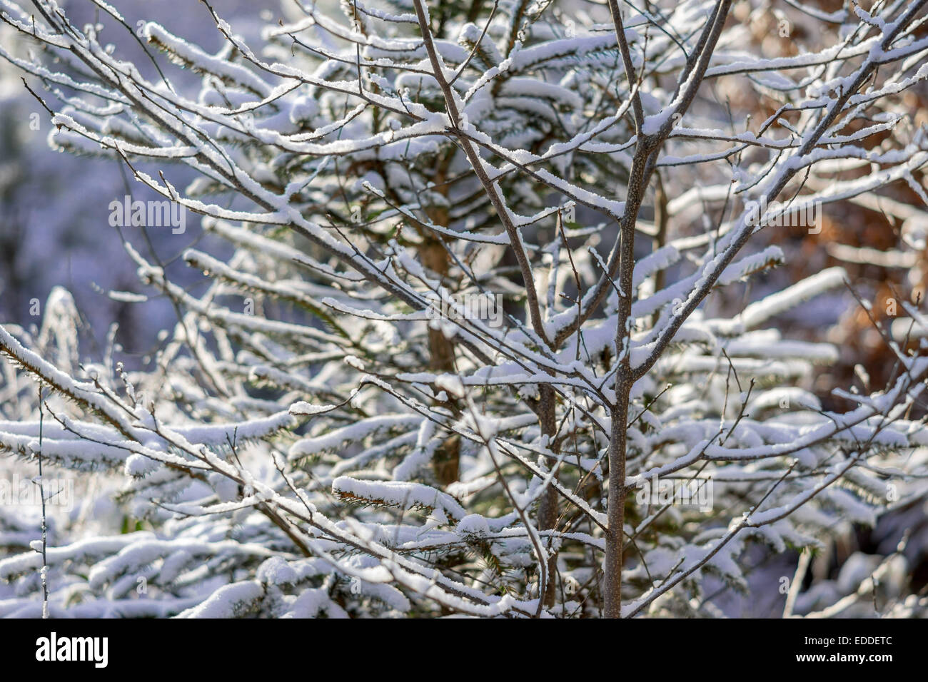 Twigs covered with fresh snow Stock Photo - Alamy