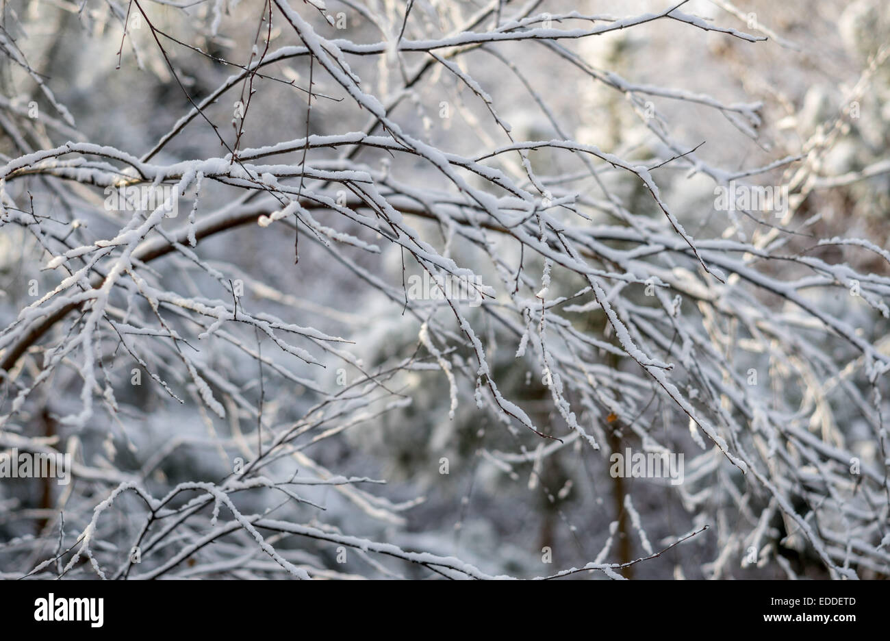 Twigs covered with fresh snow Stock Photo - Alamy