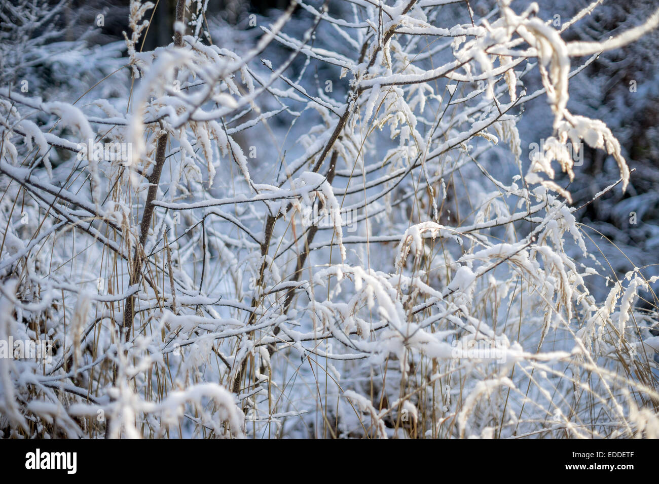 Twigs covered with fresh snow Stock Photo - Alamy