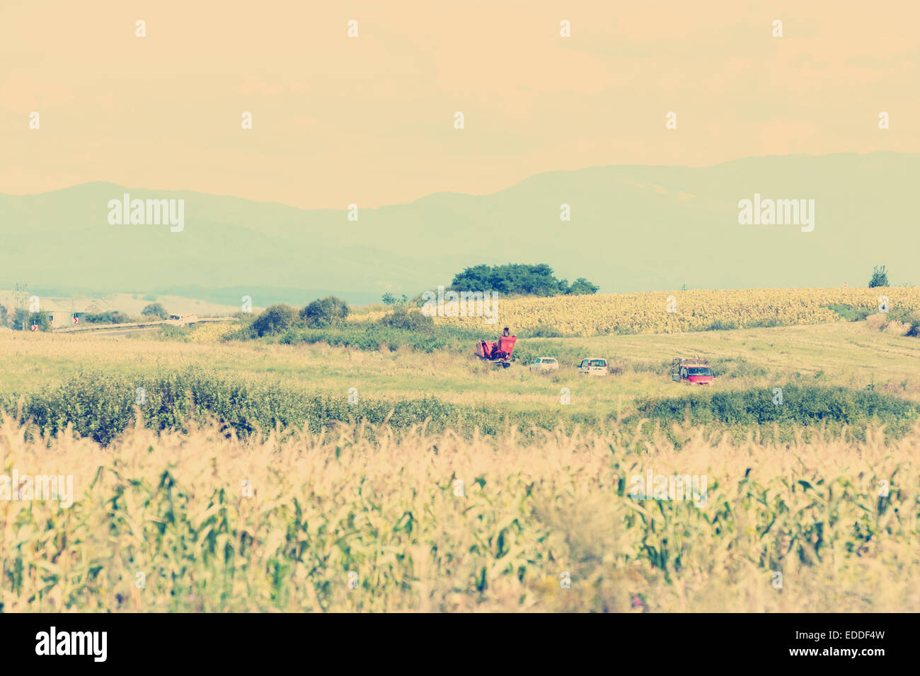 Retro Photo Of Corn Field Landscape With Mountains In Summer Stock ...