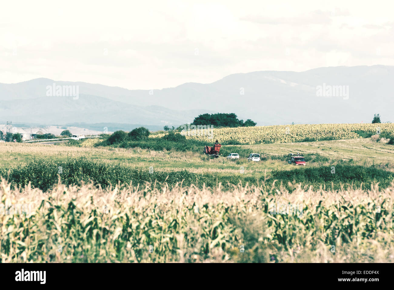 Retro Photo Of Corn Field Landscape With Mountains In Summer Stock ...