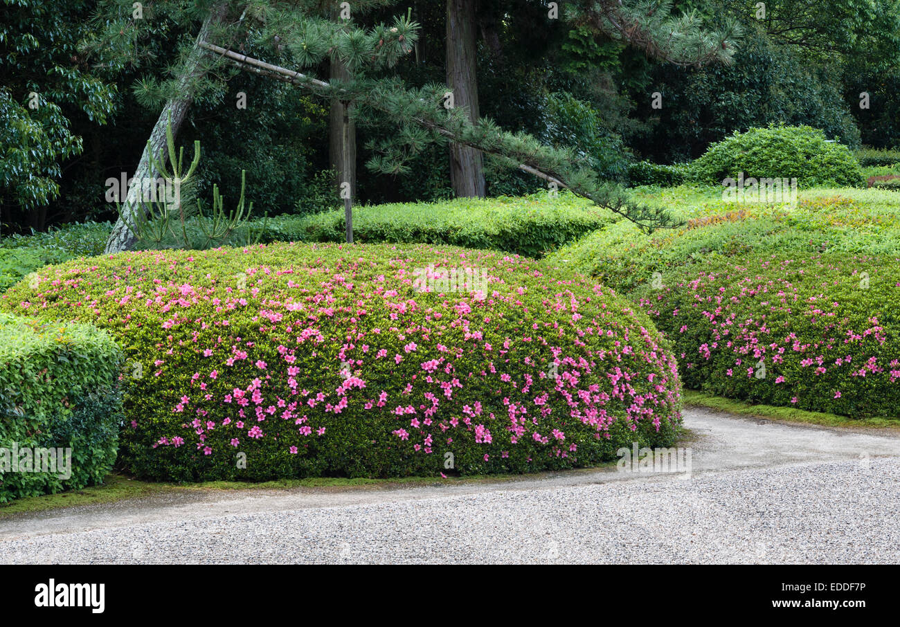 Azalea in japanese garden hi-res stock photography and images - Alamy