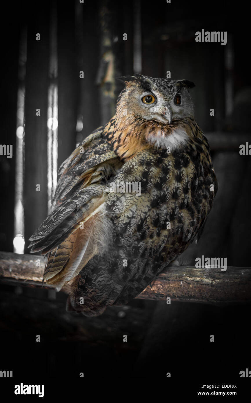 A nocturnal bird of prey imprisoned in his sad cage at the zoo Stock ...