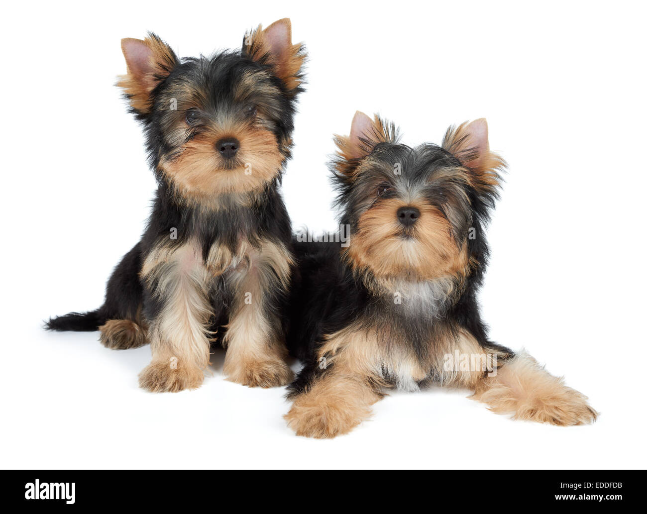 Two cute Yorkshire Terrier puppies over white Stock Photo - Alamy