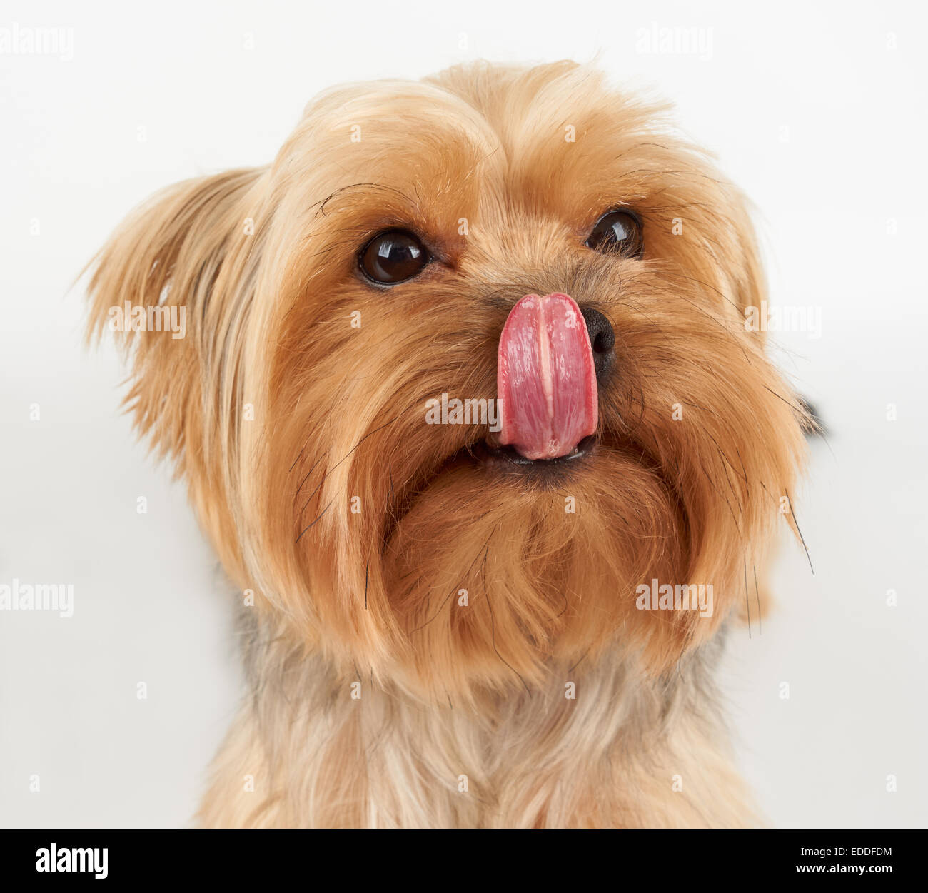 Yorkshire Terrier licks its nose after eating Stock Photo - Alamy