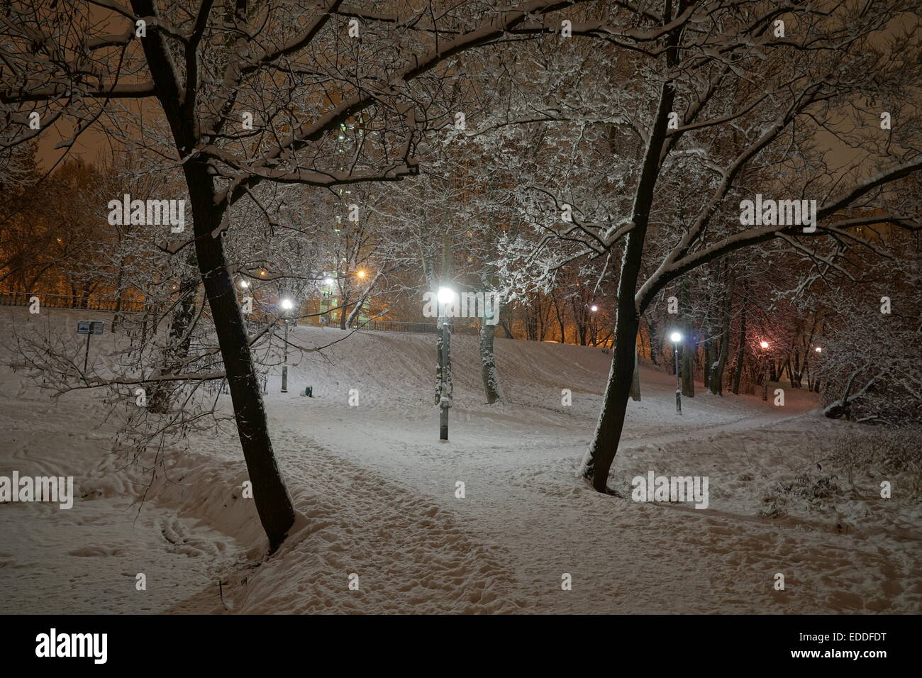 Beautiful winter night in forest hi-res stock photography and images ...