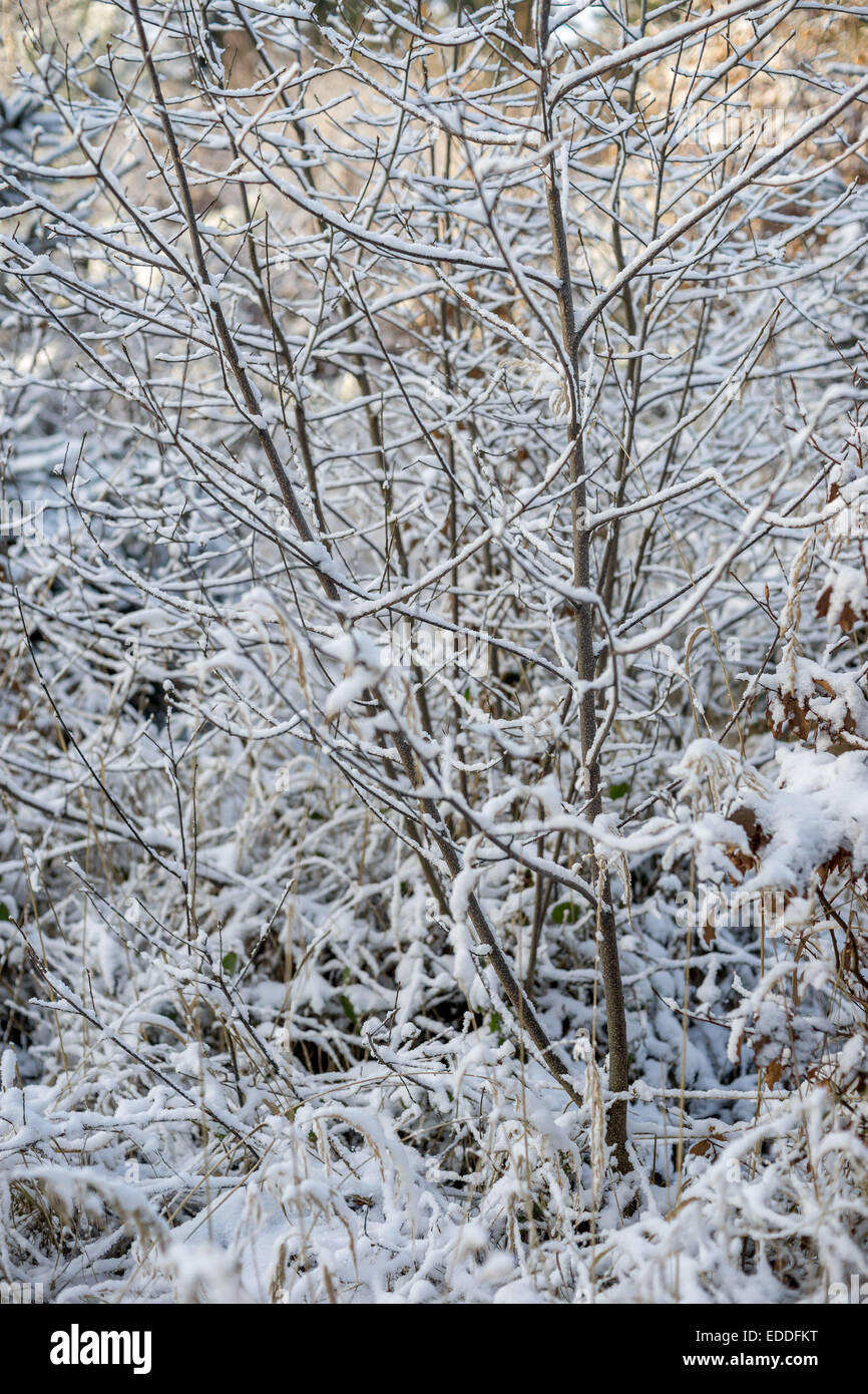 Twigs covered with fresh snow Stock Photo - Alamy