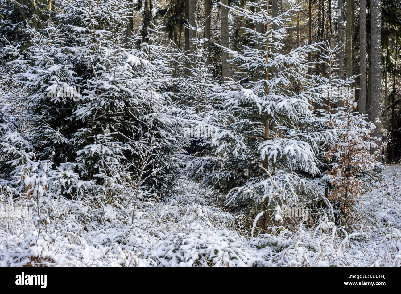 Snow spruce tree hi-res stock photography and images - Alamy