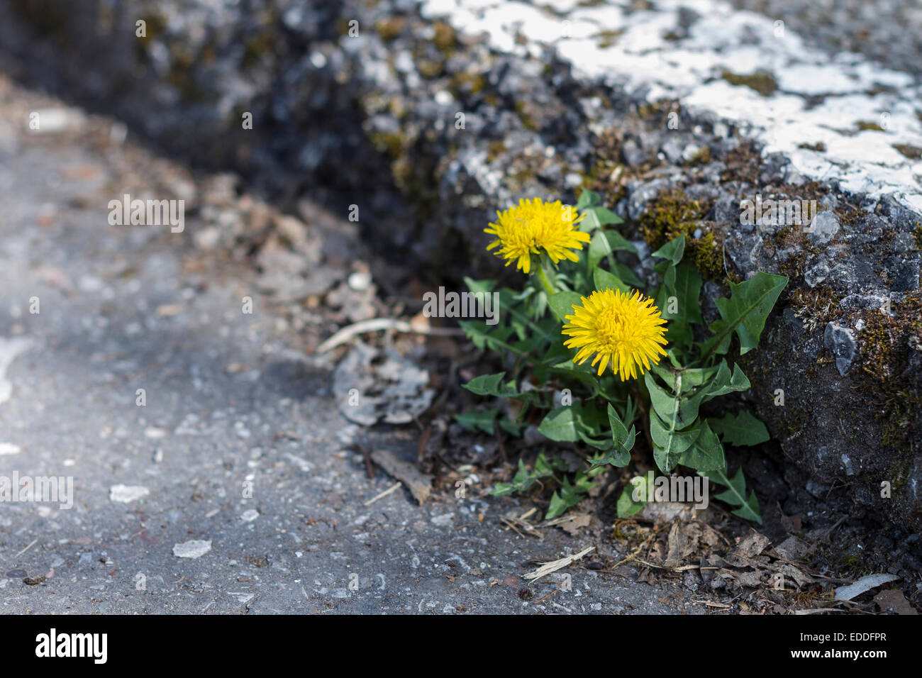 small yellow dandelion growing at curb stone edge. Rough street Stock ...