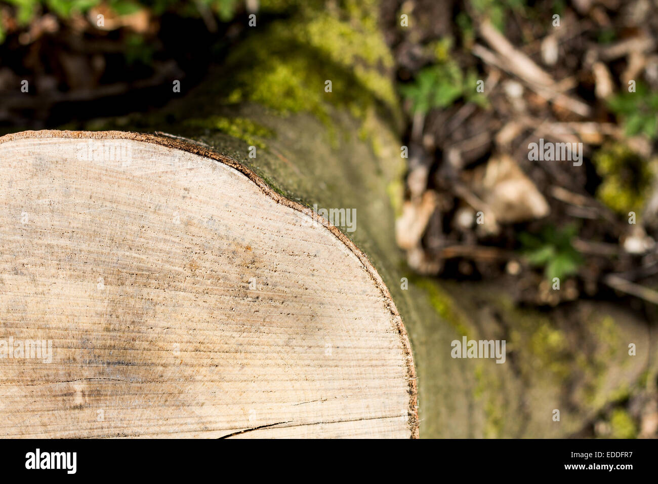 snag from fresh cut tree. with small depth of field Stock Photo - Alamy