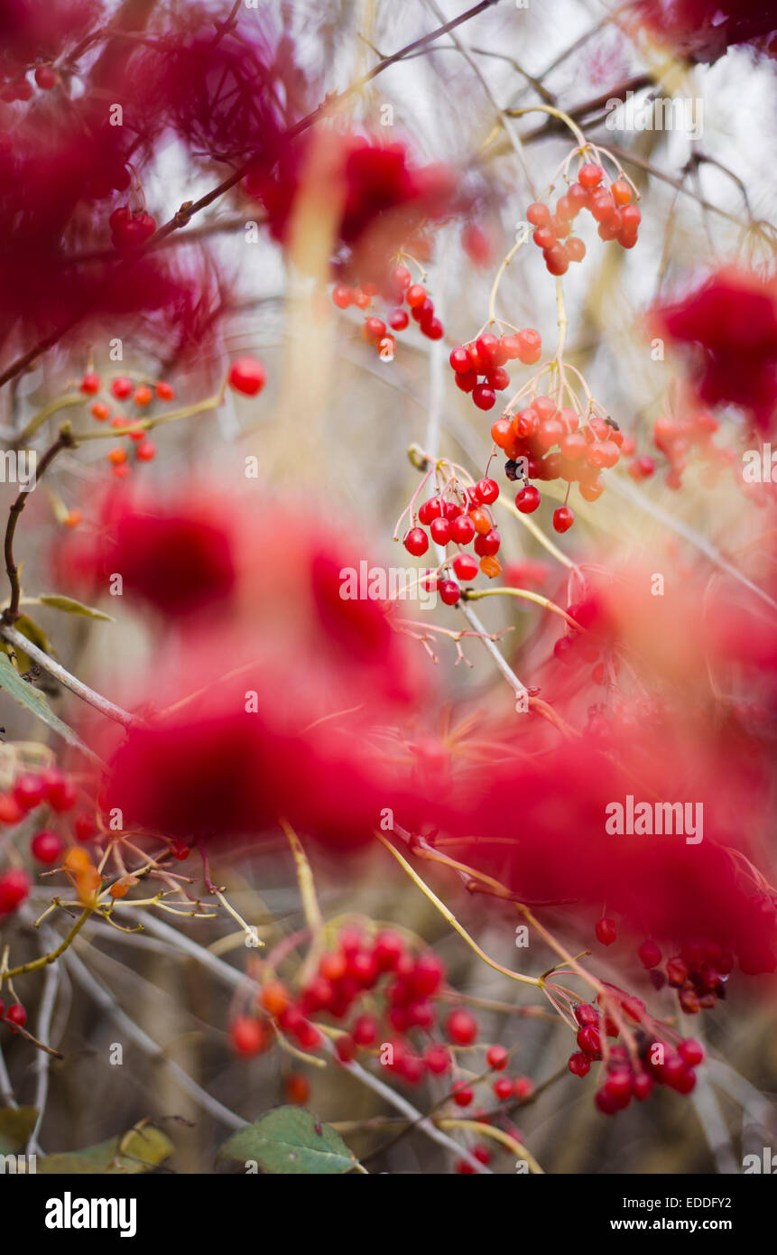 Image red snowball tree hi-res stock photography and images - Alamy