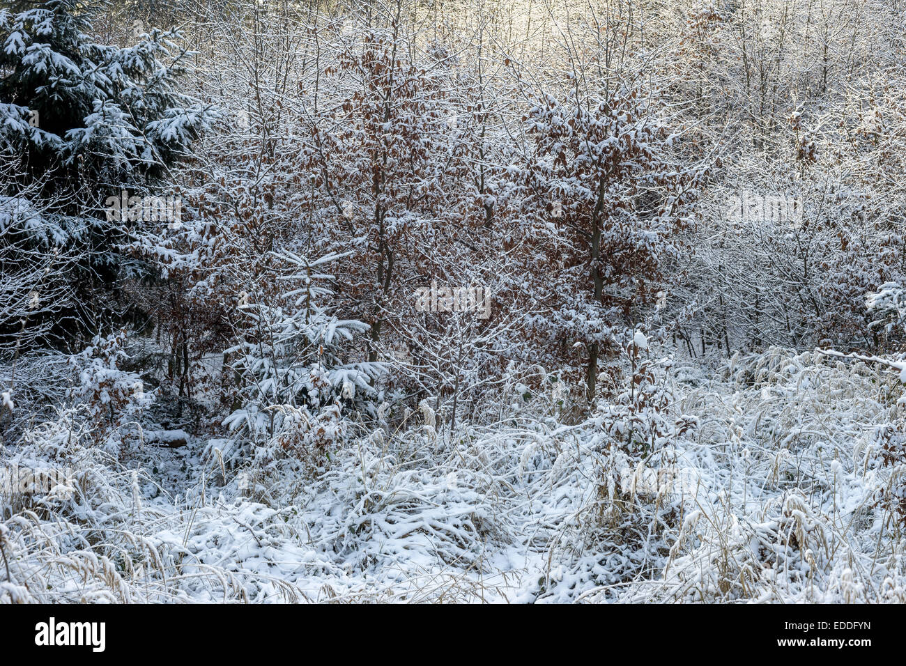 Northern European forest covered with fresh snow Stock Photo - Alamy