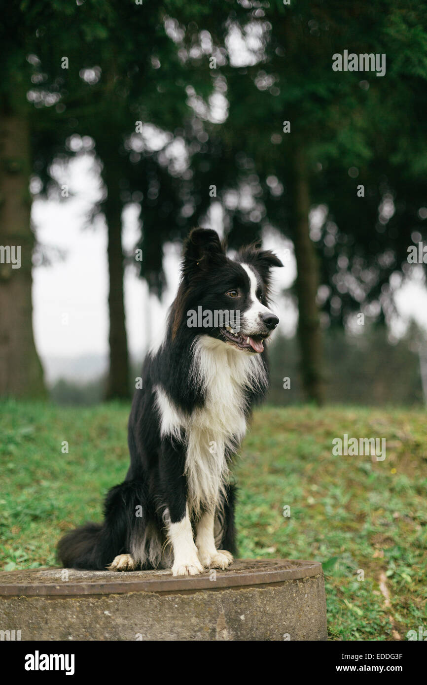 Sitting Border Collie Stock Photo - Alamy