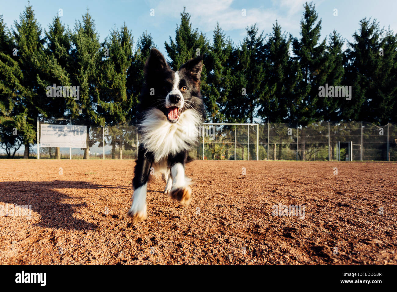 Running Border Collie Stock Photo - Alamy