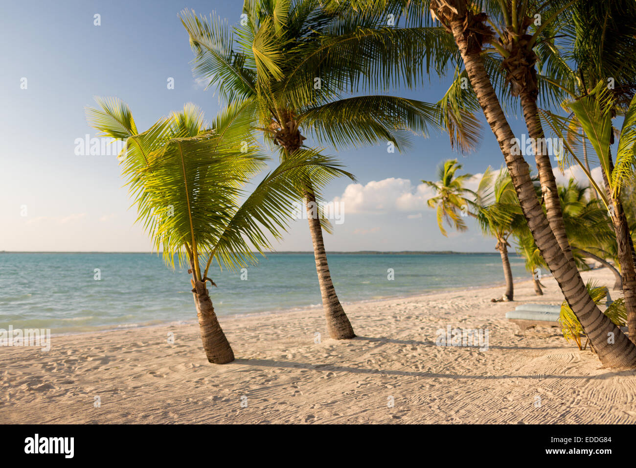 tropical beach with palm trees Stock Photo - Alamy