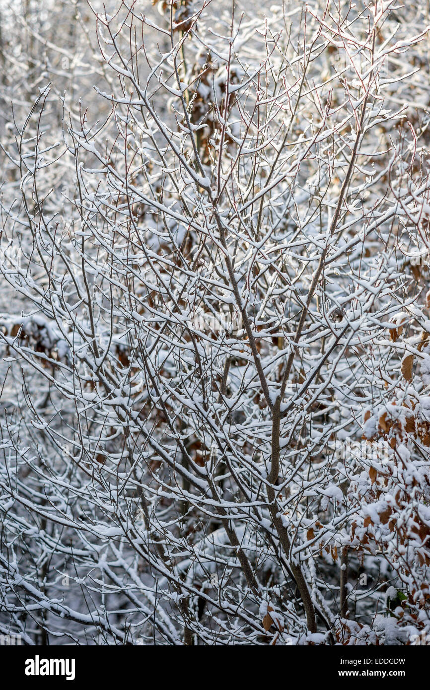 Twigs covered with fresh snow Stock Photo - Alamy