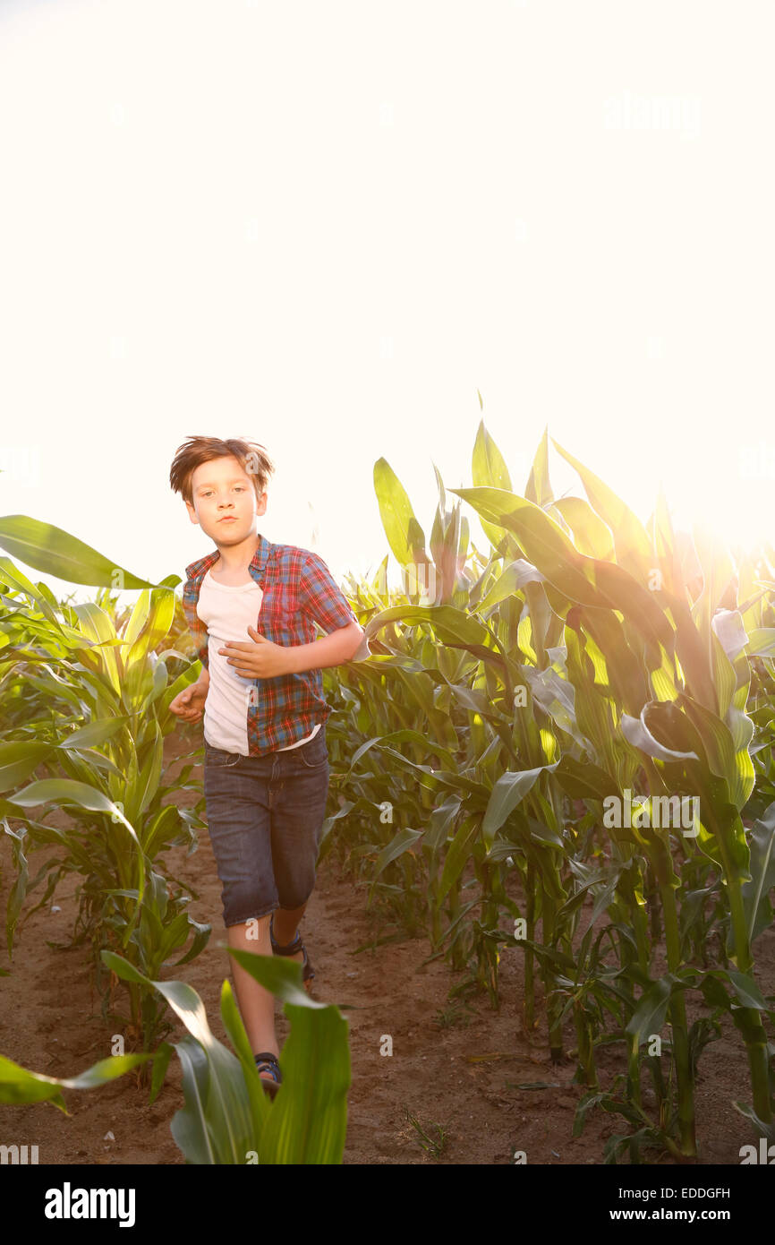 Little boy running through maize field at backlight Stock Photo - Alamy