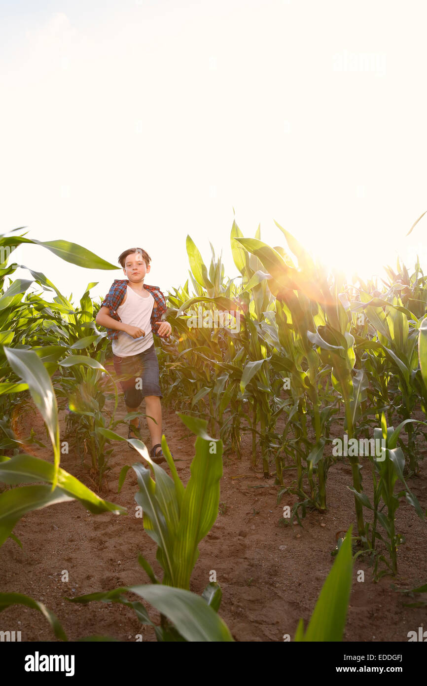 Boy running through maize field at backlight Stock Photo - Alamy