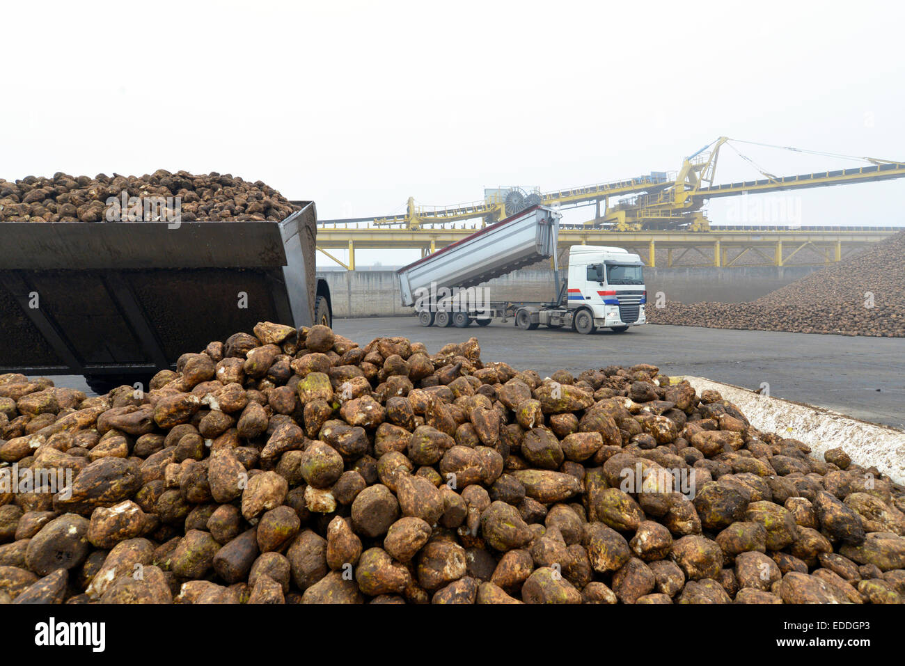Sugar beet lorry hi-res stock photography and images - Alamy