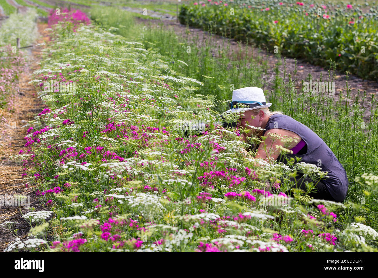 Taking flower flowers bed hi-res stock photography and images - Alamy