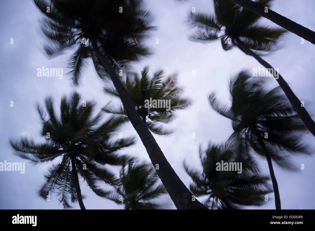 Maldives, Ari Atoll, view to palm trees in storm Stock Photo - Alamy