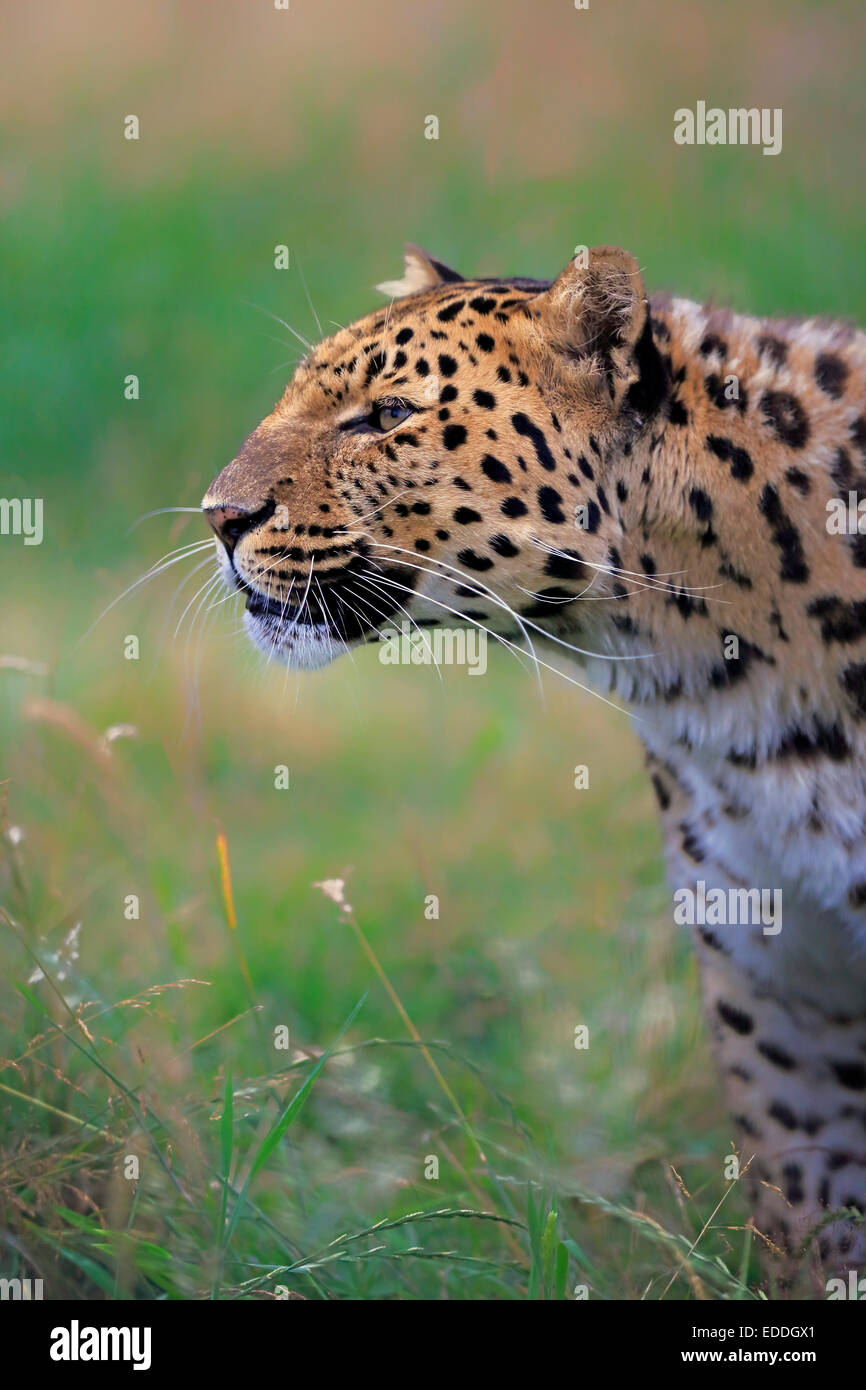 Amur Leopard (Panthera pardus orientalis), adult, native to Asia ...