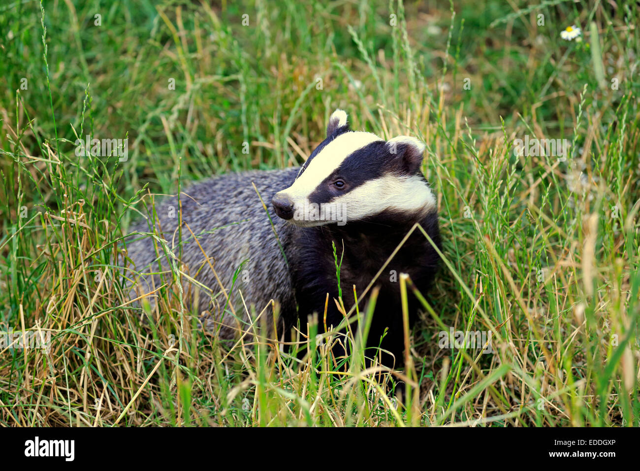 Badger england full body hi-res stock photography and images - Alamy
