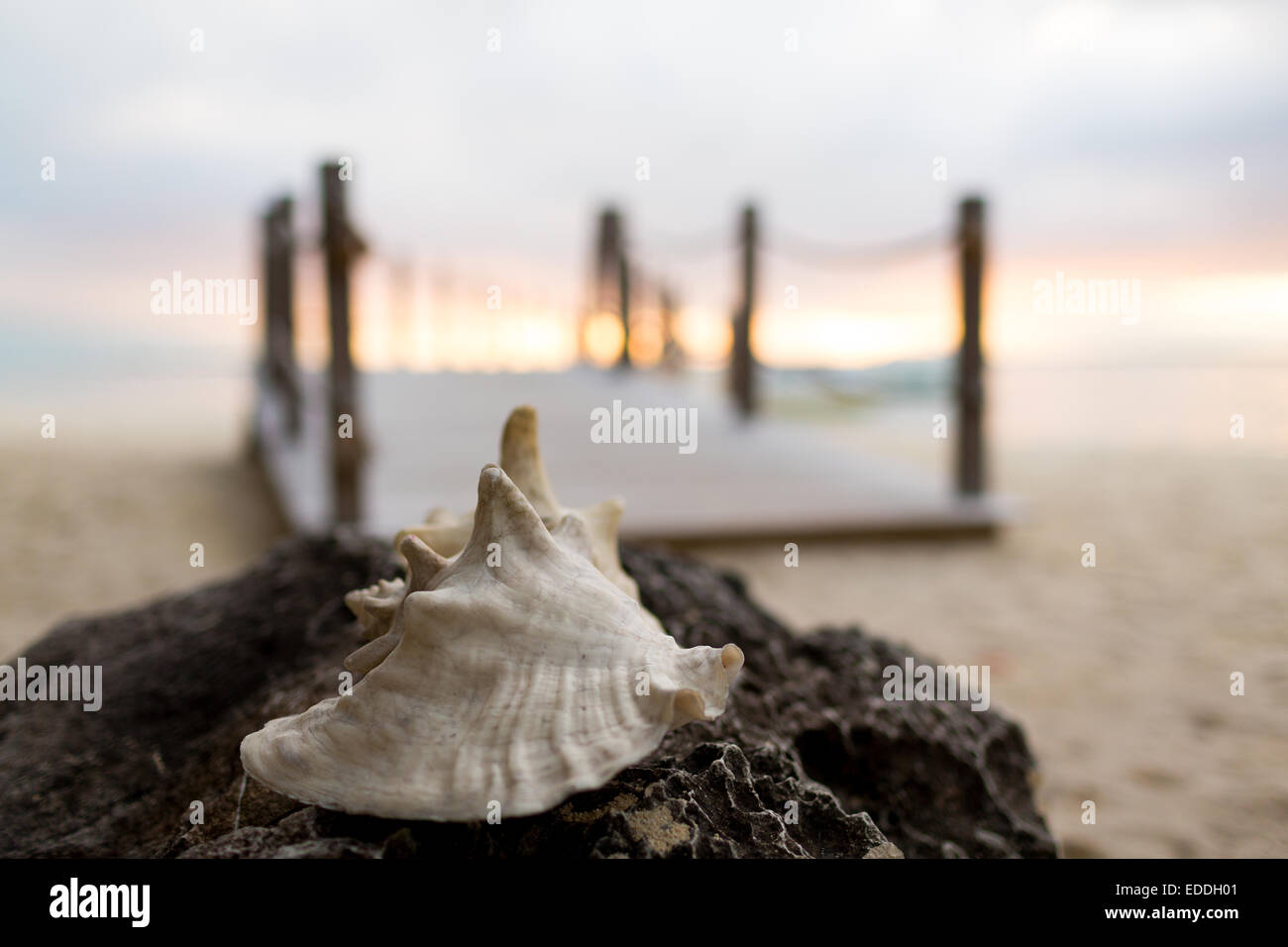 Seashell at the beach hi-res stock photography and images - Alamy