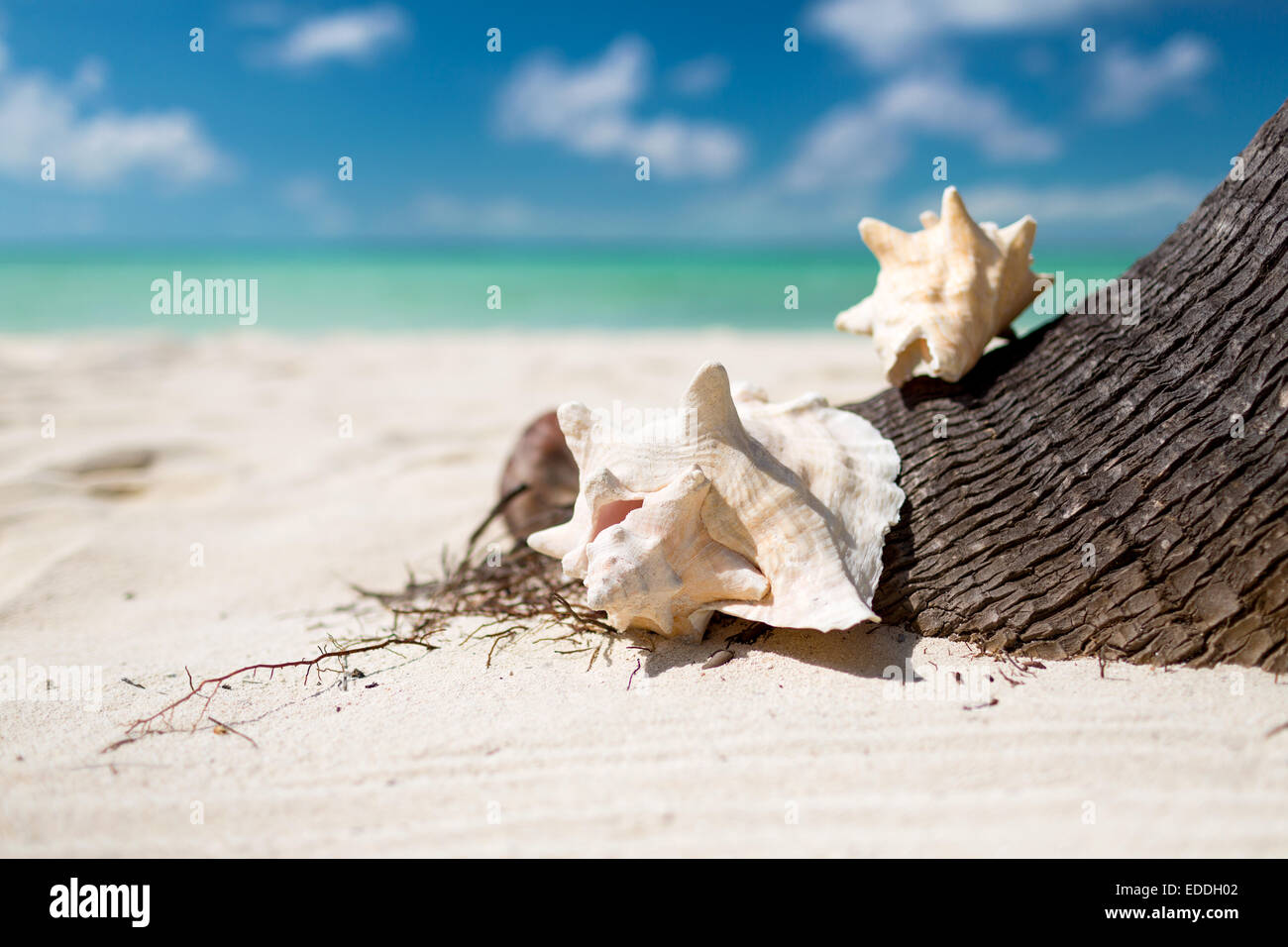 close up of seashell on tropical beach Stock Photo - Alamy