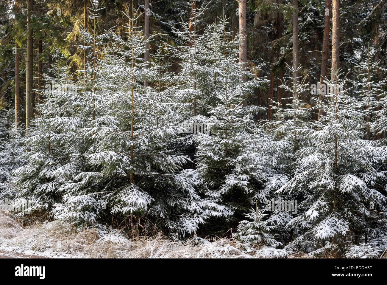 Spruce tree trees forest covered with snow Stock Photo - Alamy
