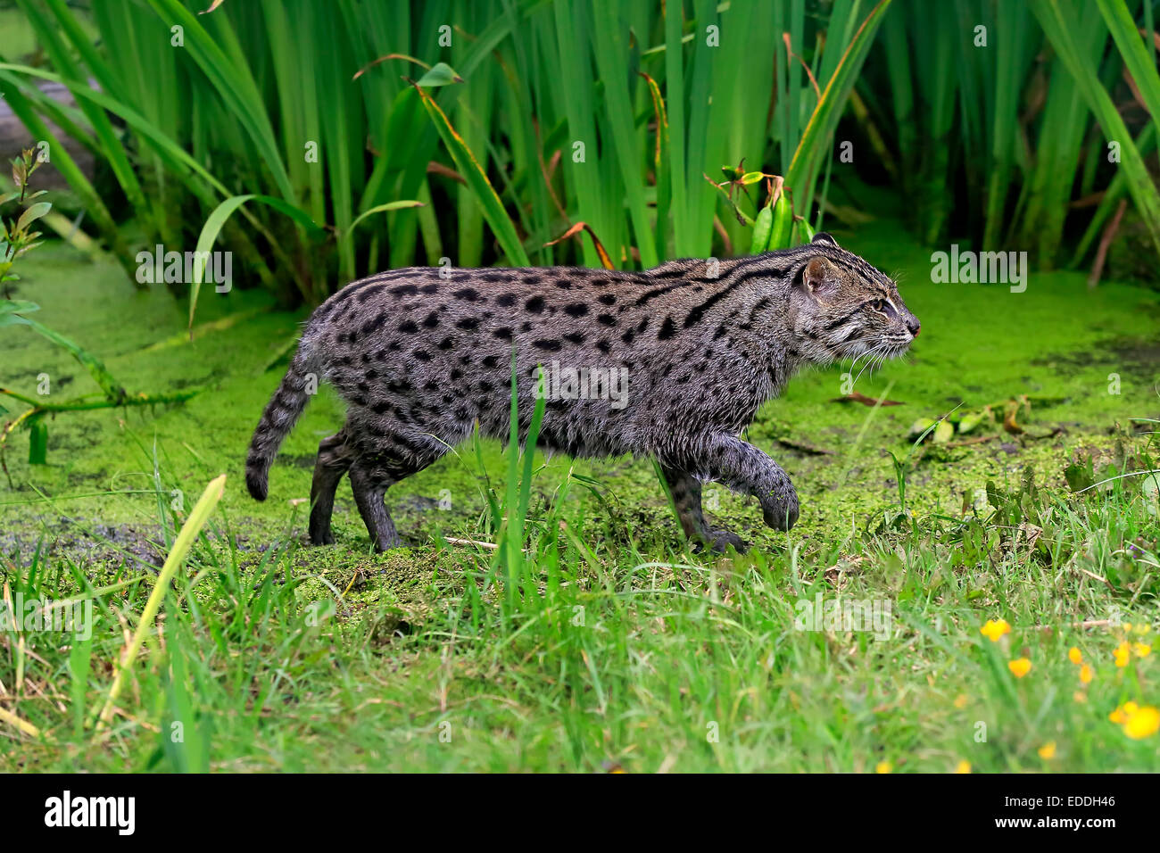 Fishing Cat (Prionailurus viverrinus), adult, stalking, native to Asia ...