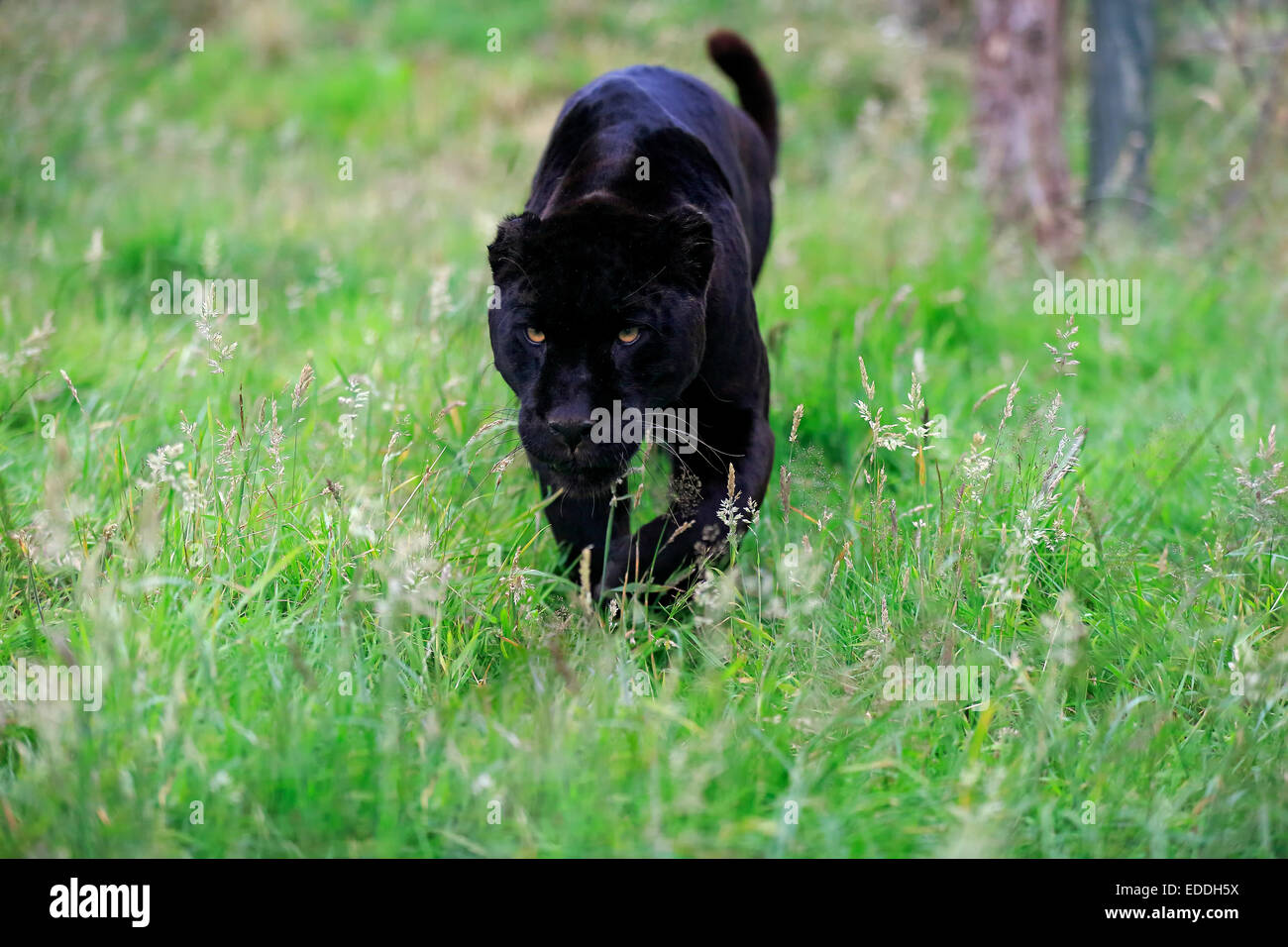 Jaguar, Black Panther (Panthera onca), adult, stalking, native to South ...