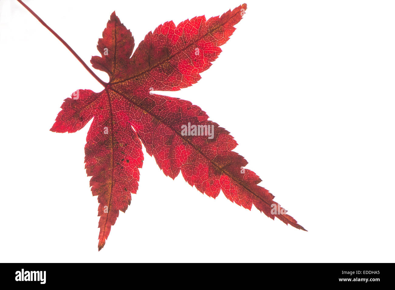 Acer palmatum japanese maple tree Cut Out Stock Images & Pictures - Alamy