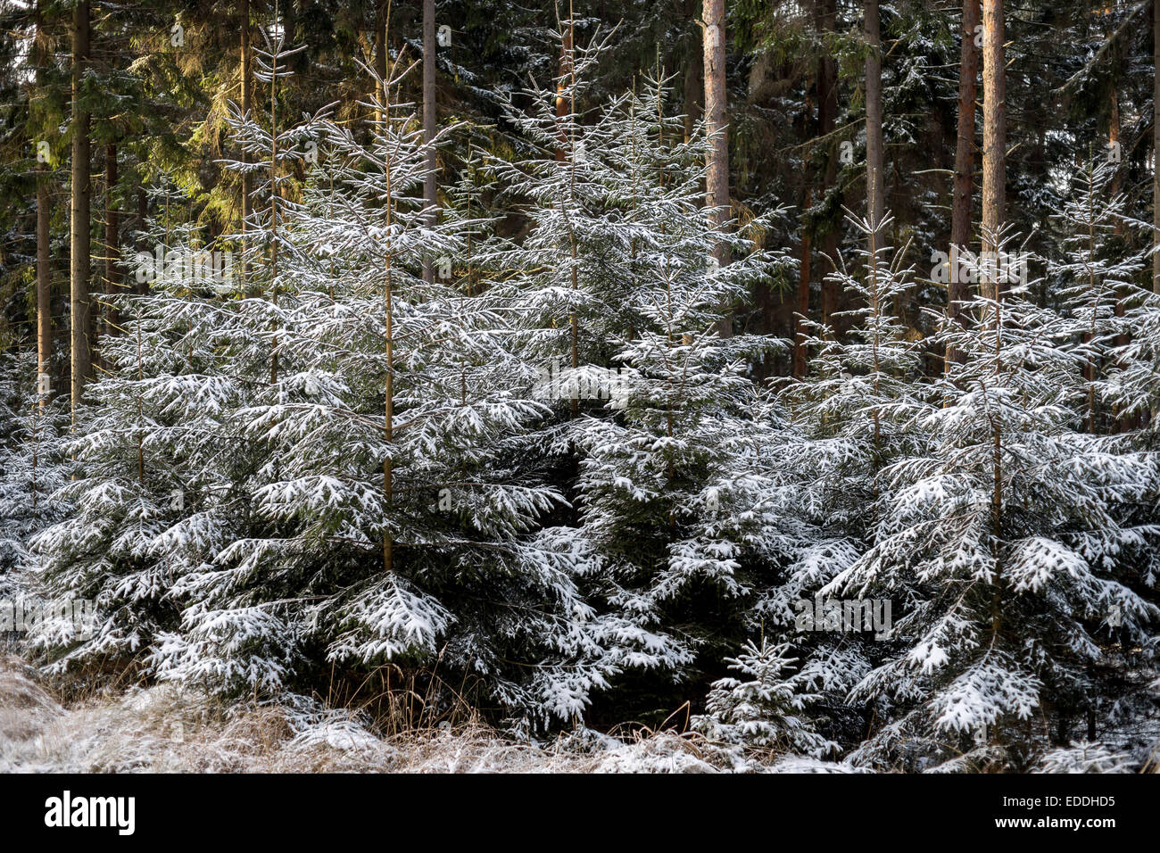 Spruce tree trees forest covered with snow Stock Photo - Alamy