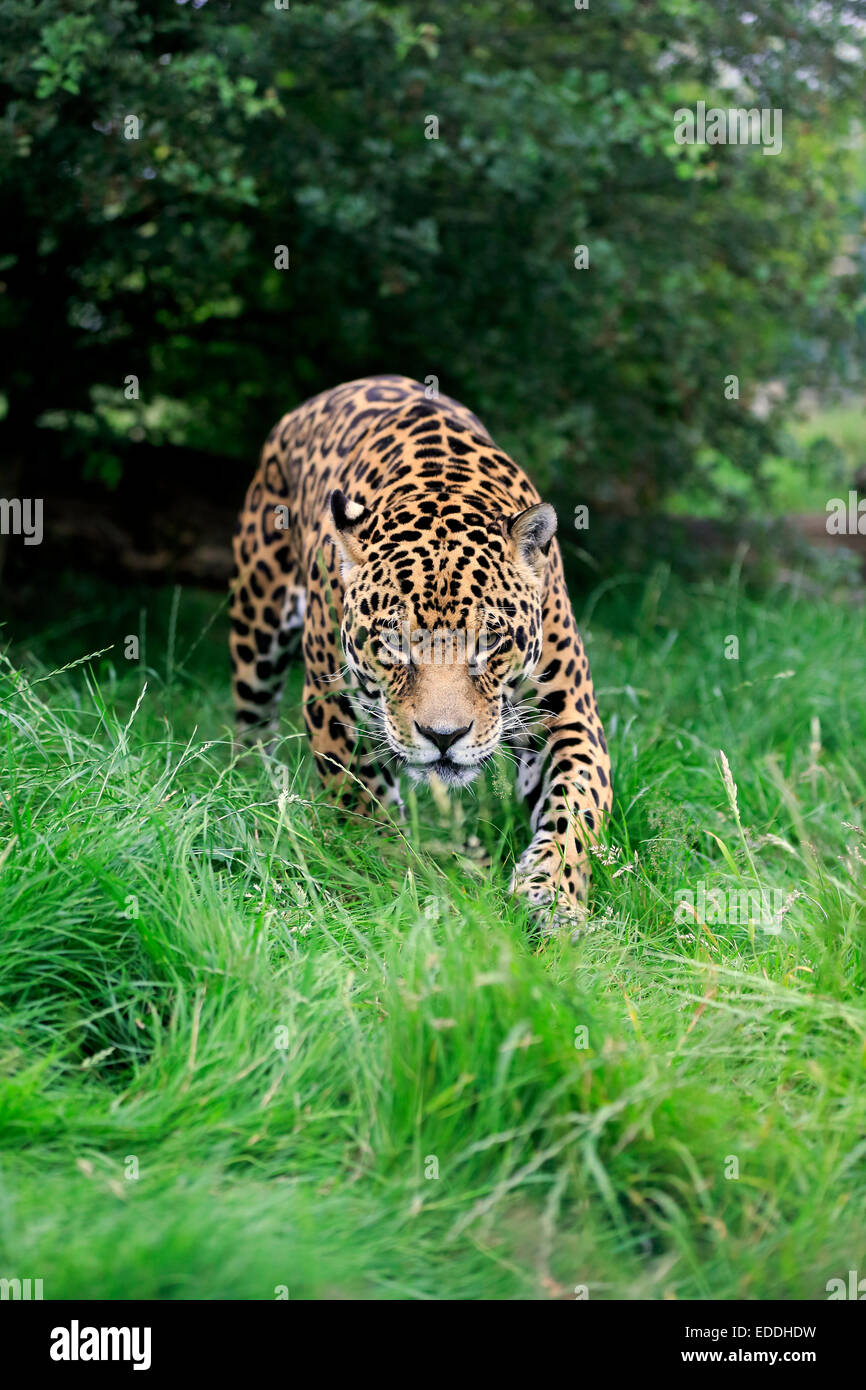 Jaguar Stalking