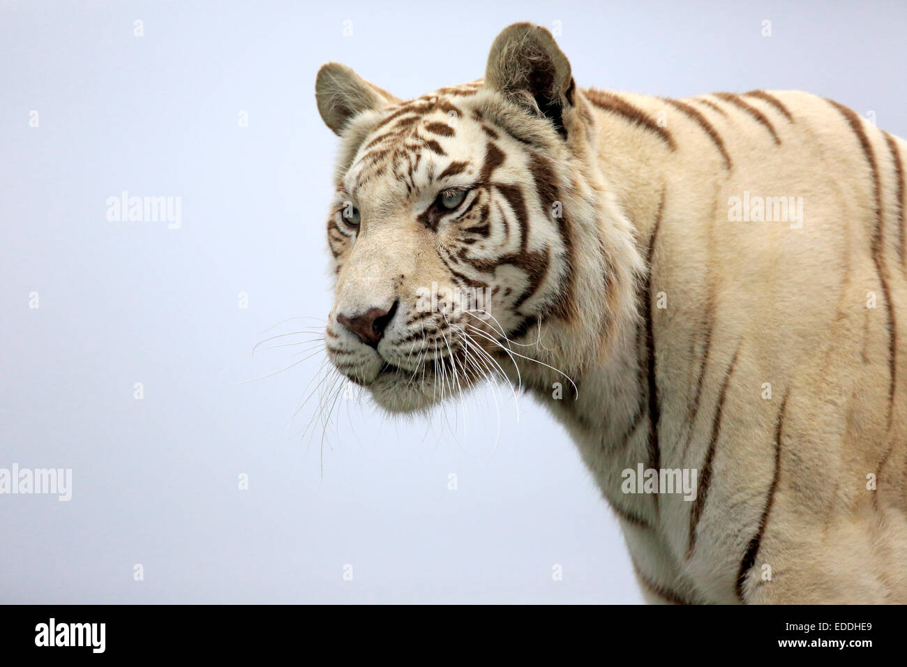 The white form hi-res stock photography and images - Alamy