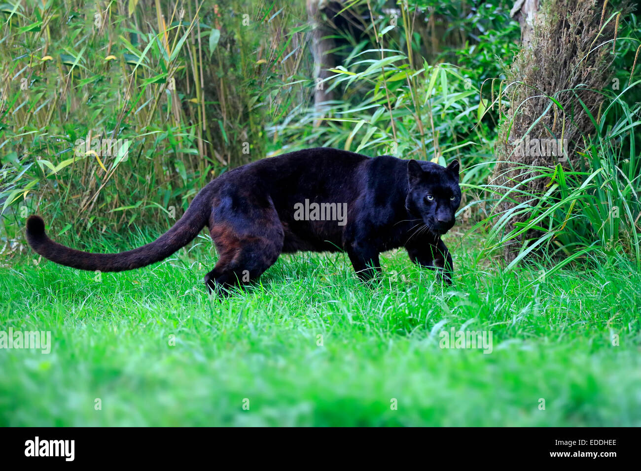 Leopard, Black Panther (Panthera pardus), adult, stalking, native to ...