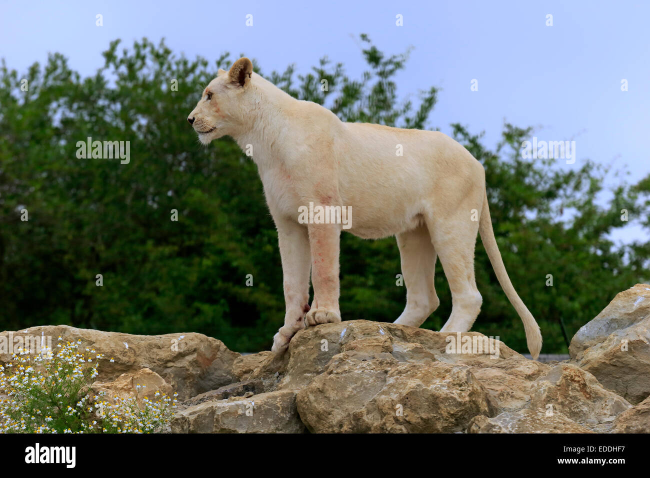 Lion (Panthera leo), adult female, lioness, white lion, colour mutation ...