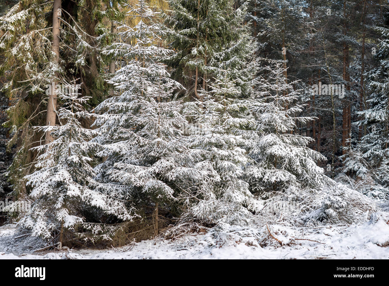Spruce tree trees forest covered with snow Stock Photo - Alamy