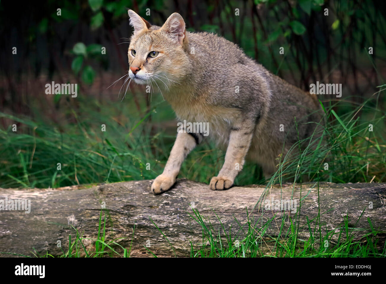Jungle Cat (Felis chaus), adult, native to Asia, captive, England ...