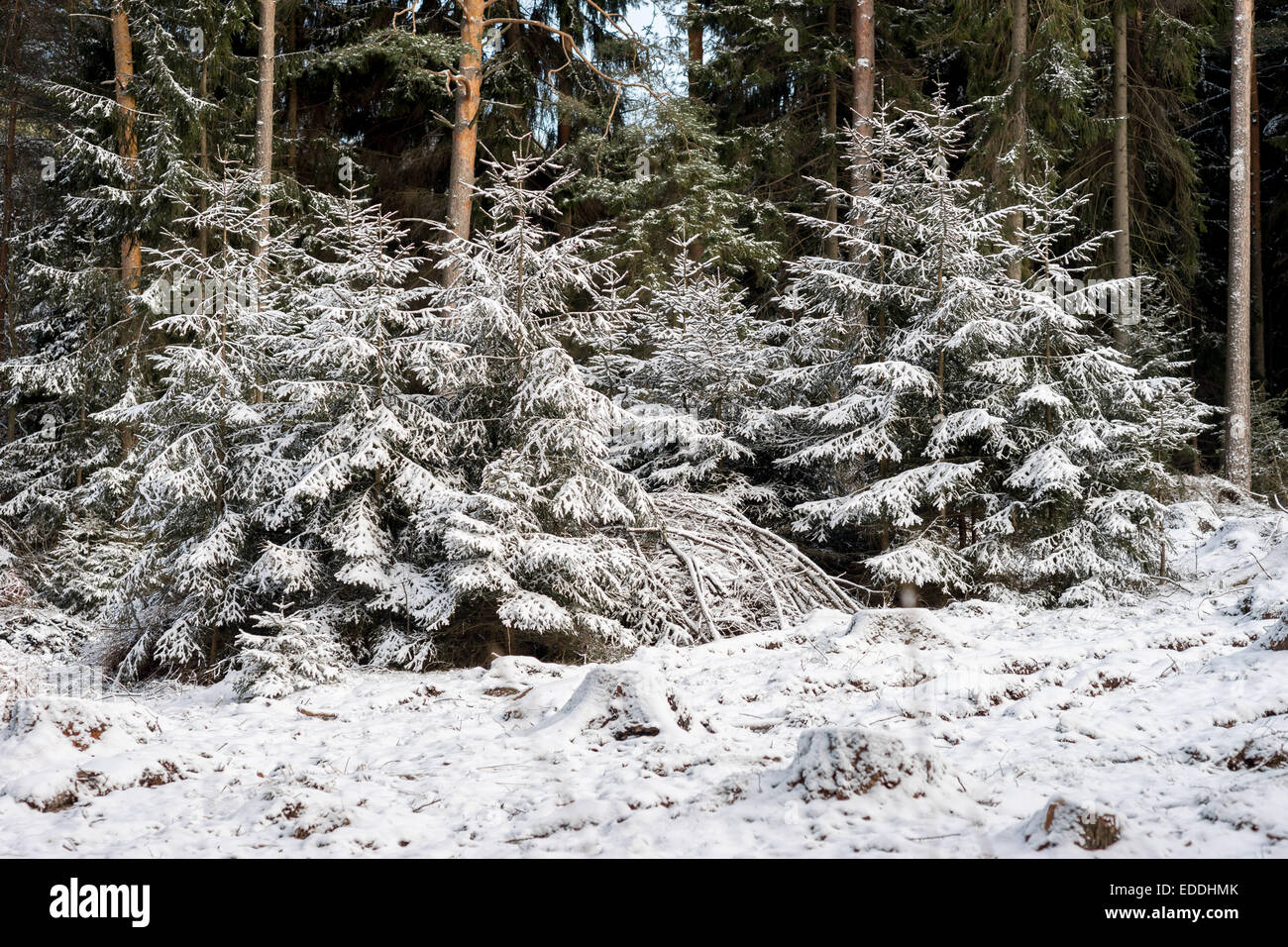 Spruce tree trees forest covered with snow Stock Photo - Alamy